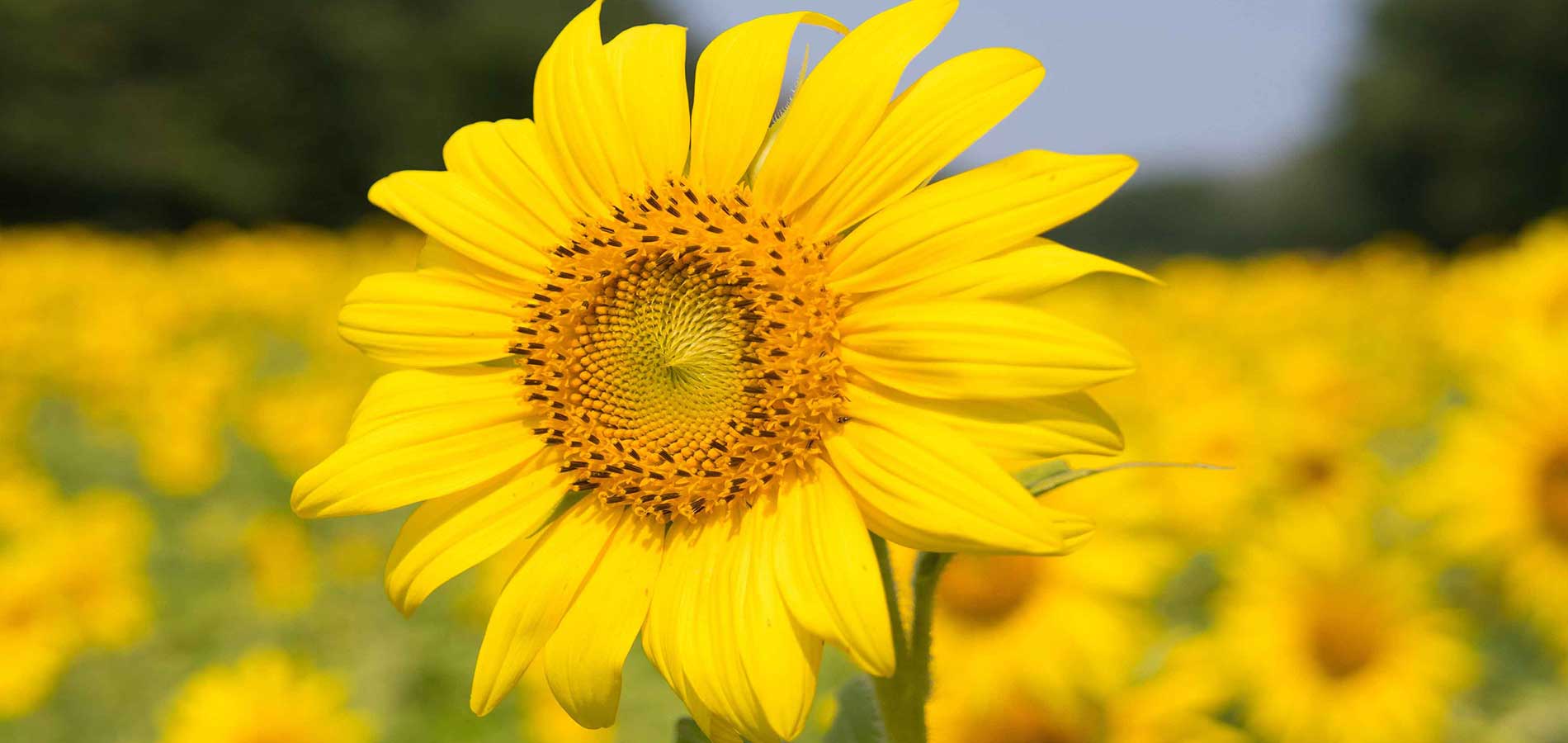 به داربن پارس افرا خوش آمدید | داربن پارس افرا