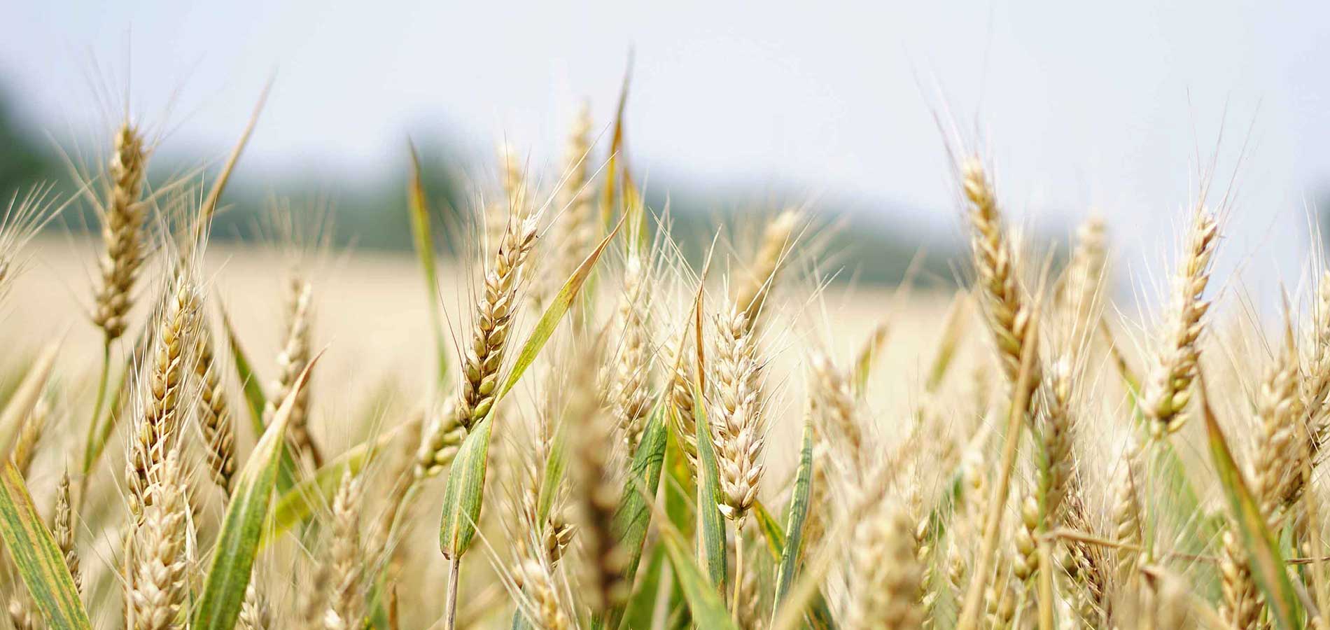 به داربن پارس افرا خوش آمدید | داربن پارس افرا