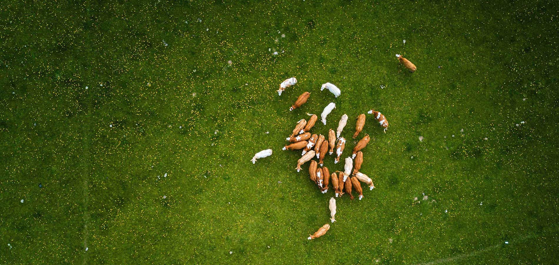 به داربن پارس افرا خوش آمدید | داربن پارس افرا